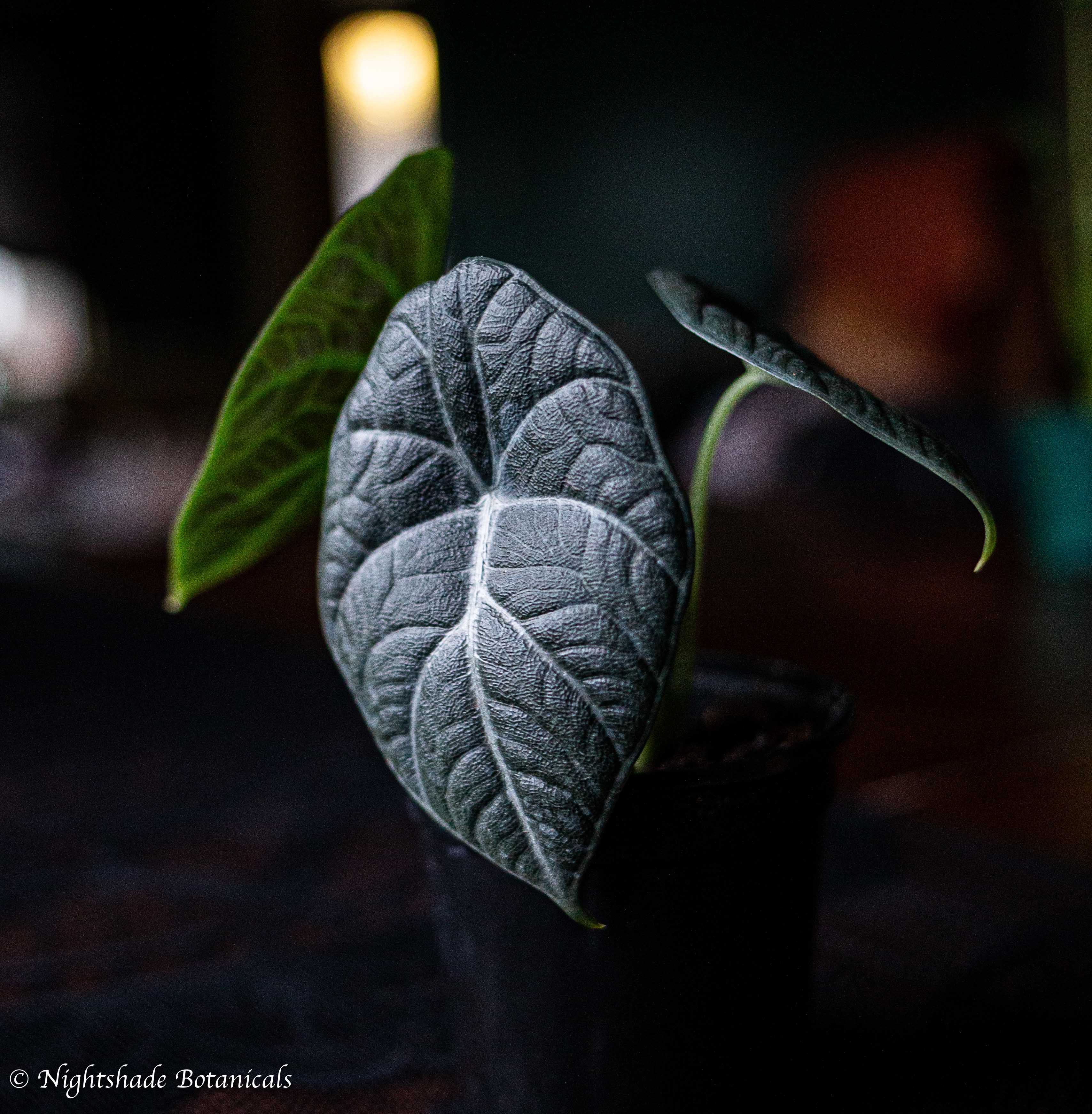 Alocasia Maharani – Nightshade Botanicals