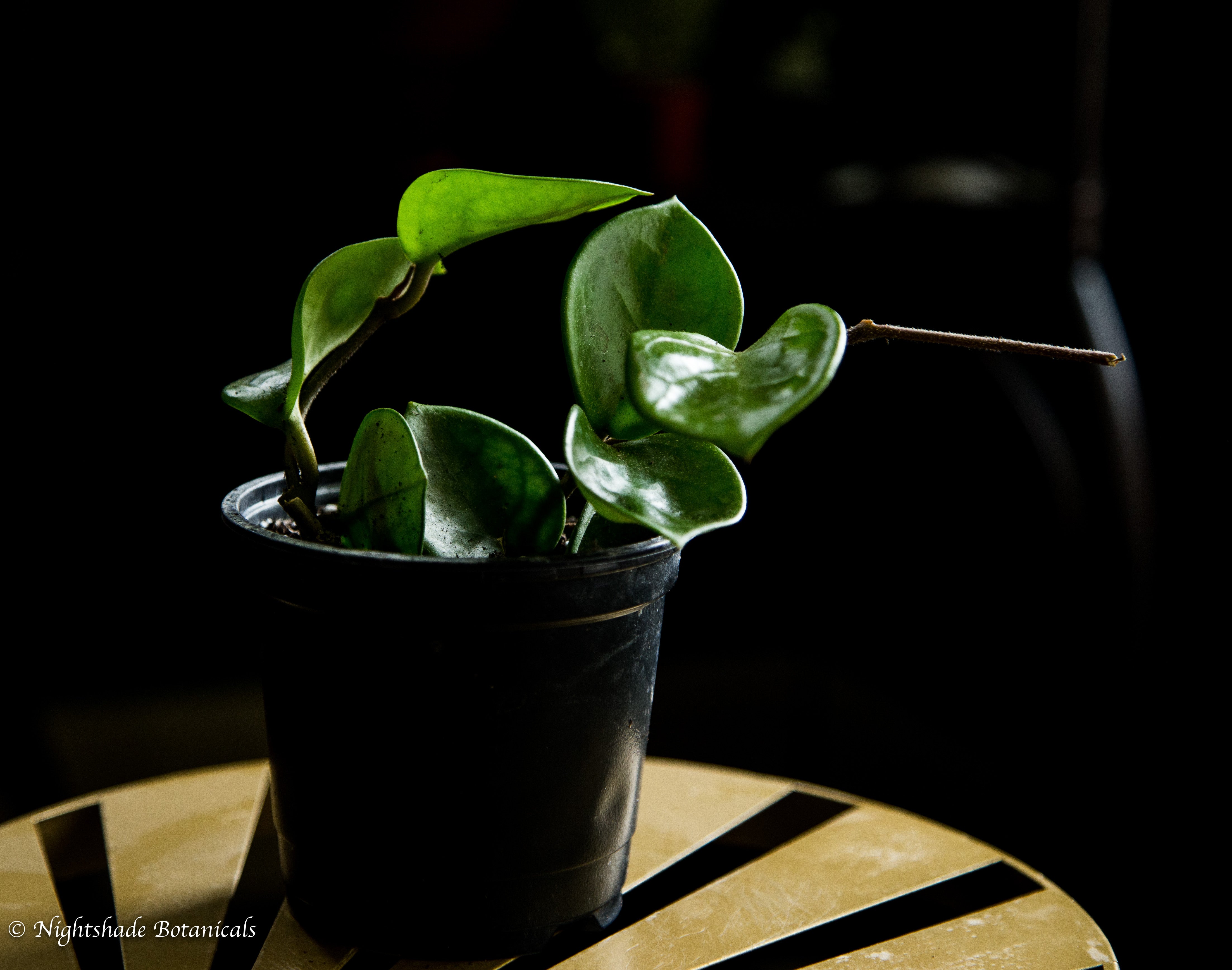 Hoya Chelsea – Nightshade Botanicals