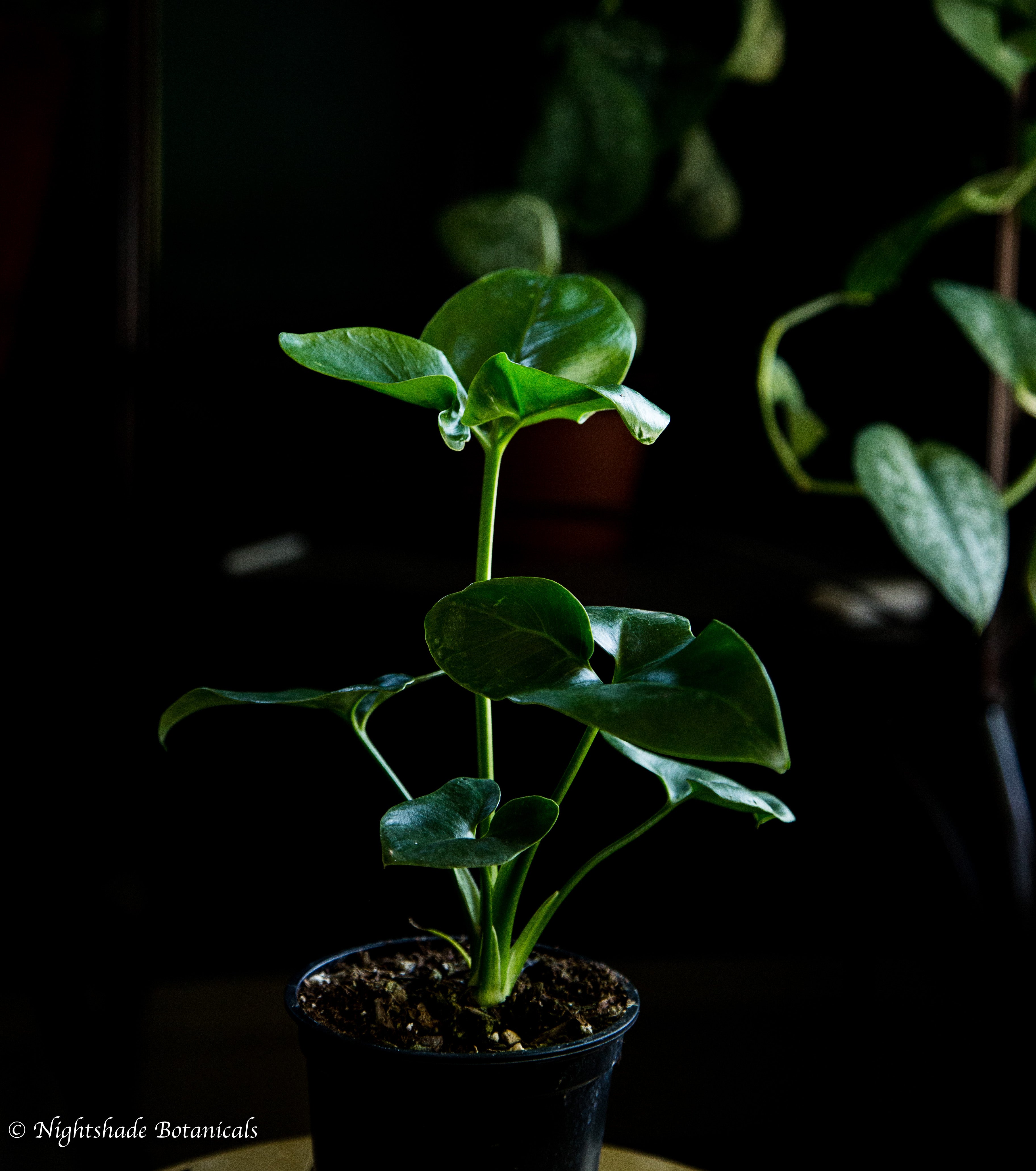 Philodendron Fun Bun – Nightshade Botanicals